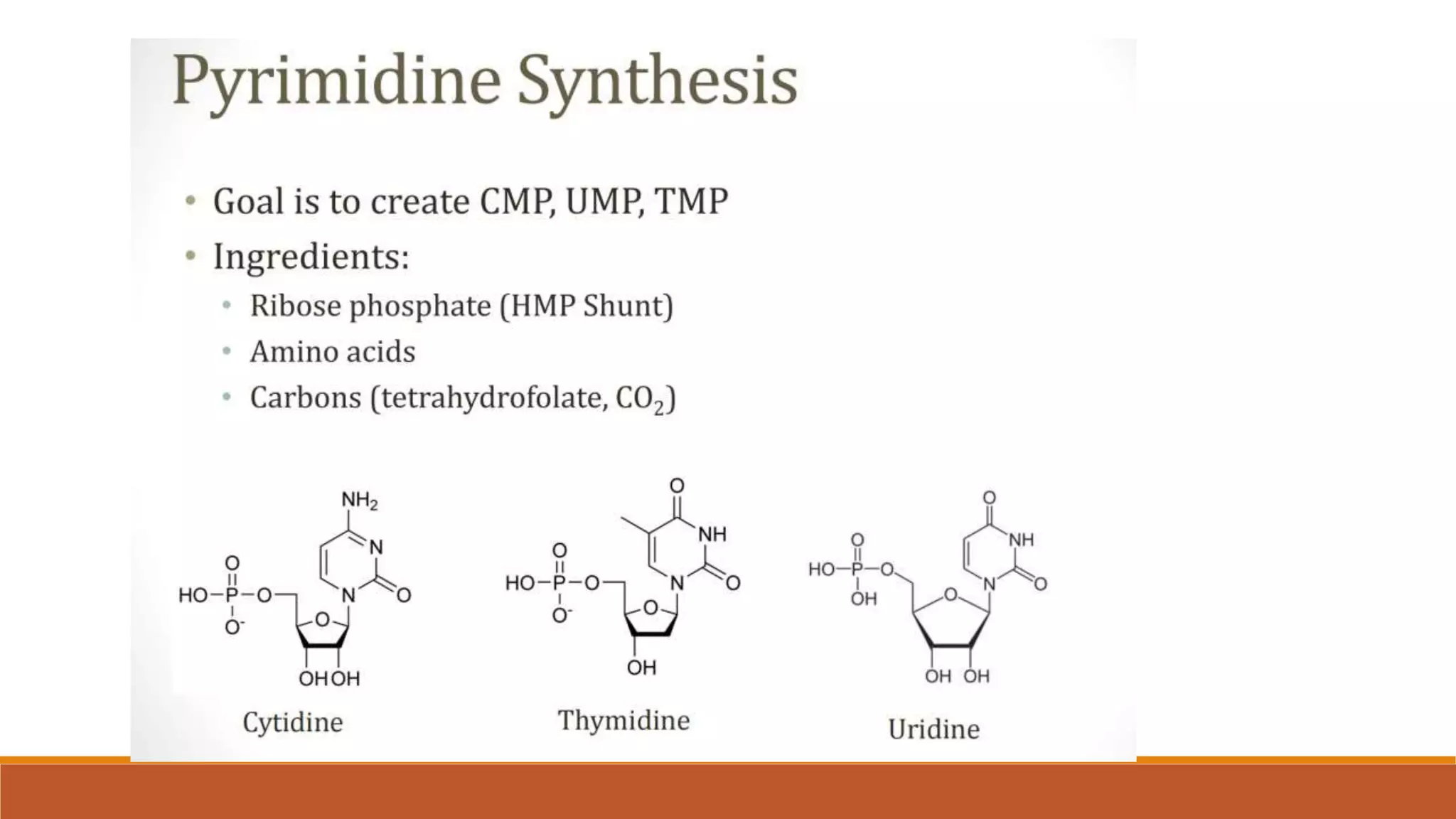 pyrimidine metabolism.pptx | Free Download