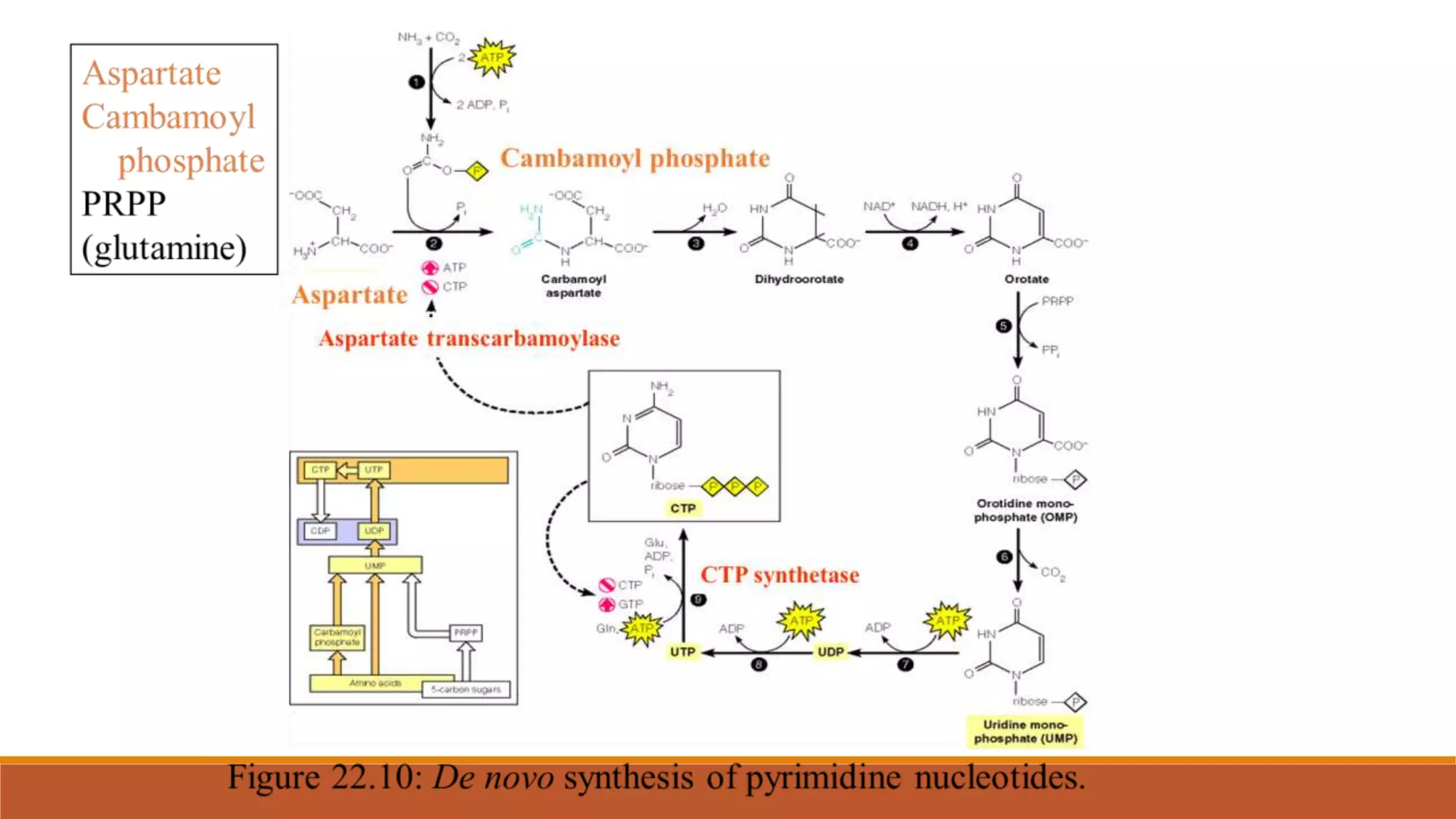 pyrimidine metabolism.pptx