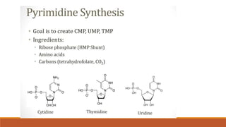 pyrimidine metabolism.pptx