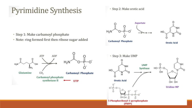pyrimidine metabolism.pptx