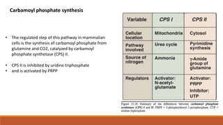 pyrimidine metabolism.pptx