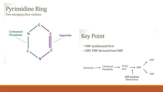 pyrimidine metabolism.pptx