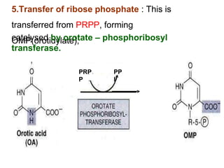 Pyrimidine pdf converted | PPT