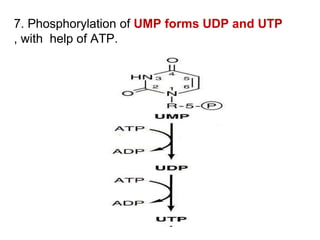 Pyrimidine pdf converted | PPT