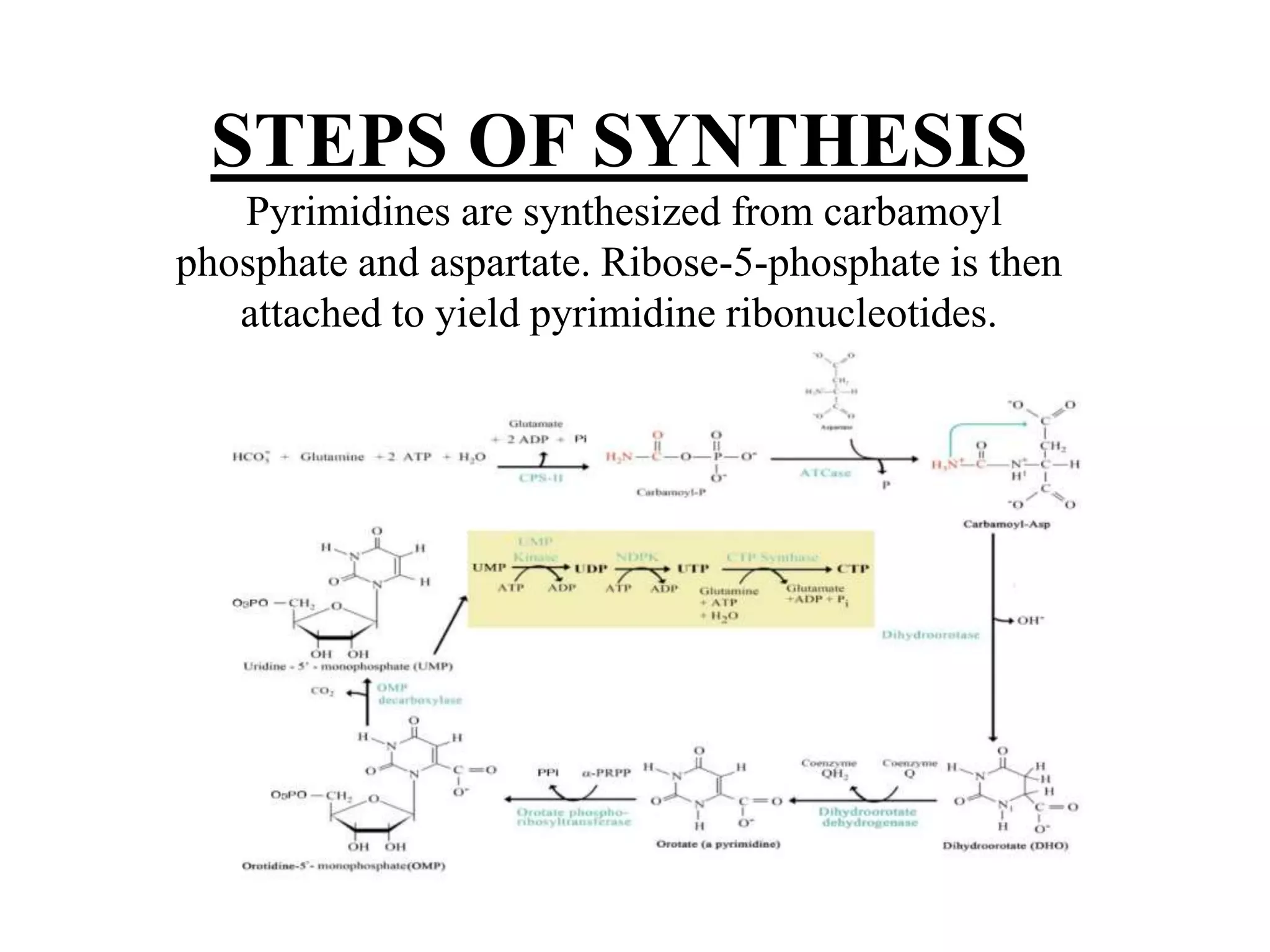 PYRIMIDINE SYNTHESIS | PPTX