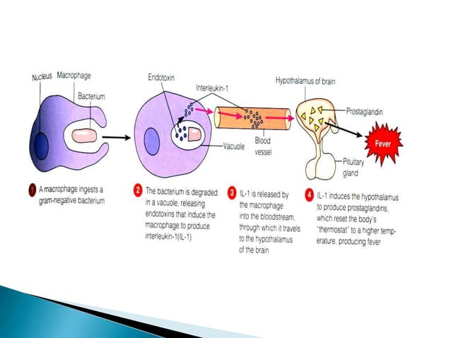 Pyrogen 112070804004 | PPTX | Infectious Diseases | Diseases and Conditions
