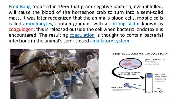 Pyrogenicity and methods . | PPTX | Infectious Diseases | Diseases and ...