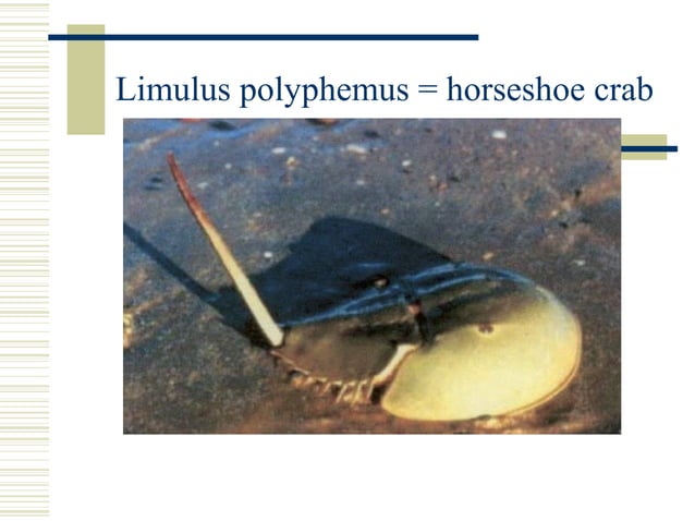 Pyrogen testing | PPT | First Aid | Injuries