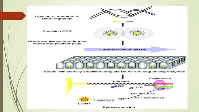 Pyrosequencing