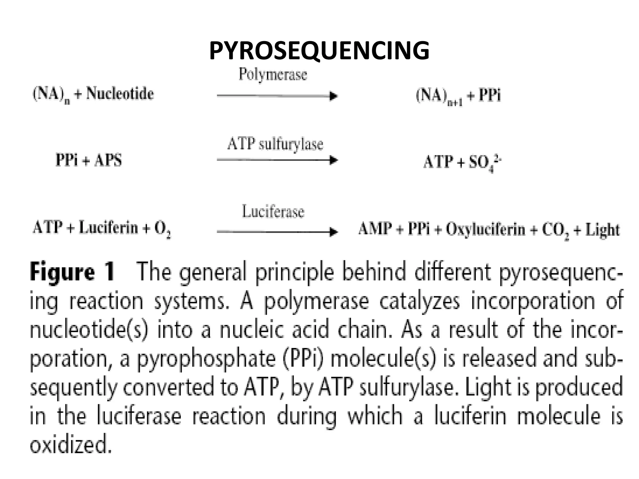 Pyrosequencing | PPT
