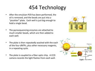 Pyrosequencing | PPT