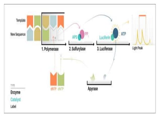 Pyrosequencing | PPTX