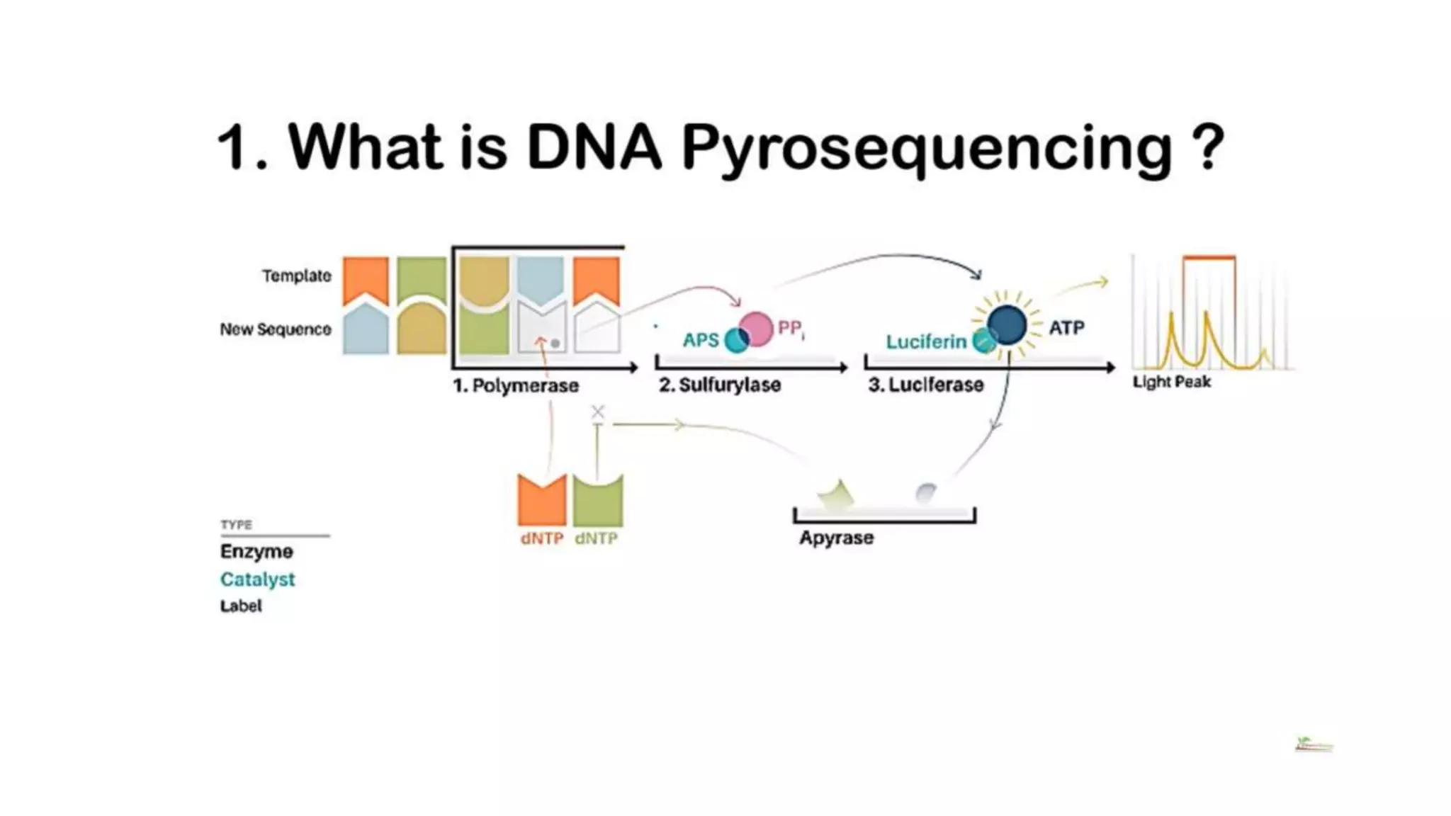 Pyrosequencing | PPTX