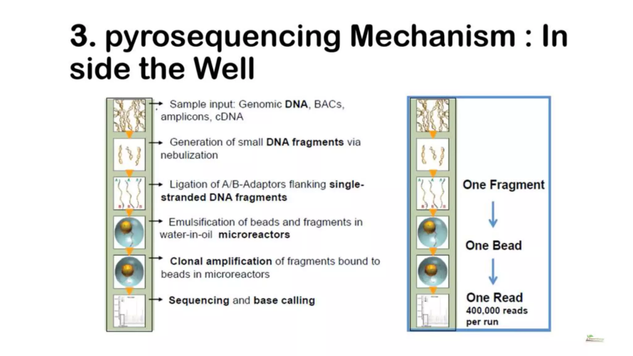 Pyrosequencing | PPTX