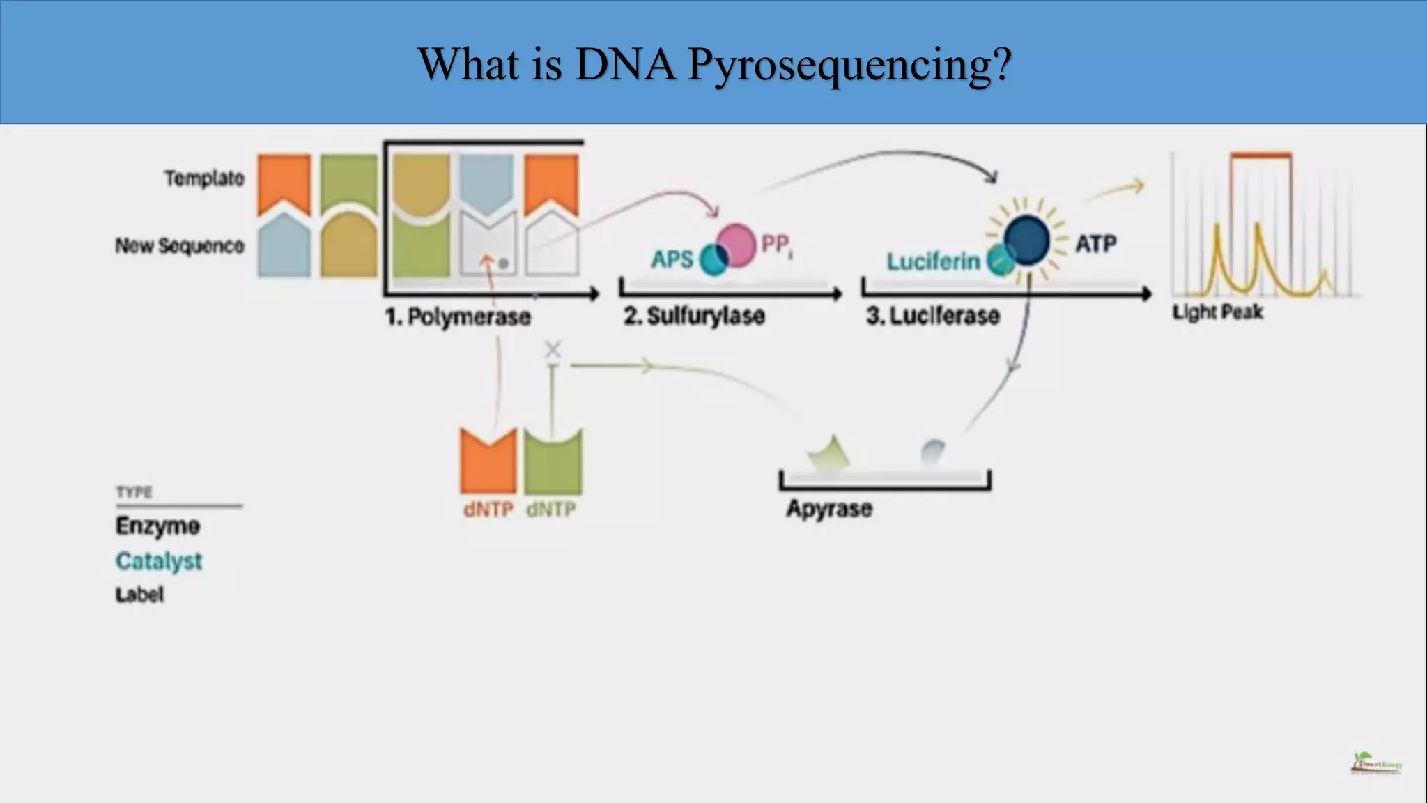 pyrosequencing.pptx | Chemistry | Science