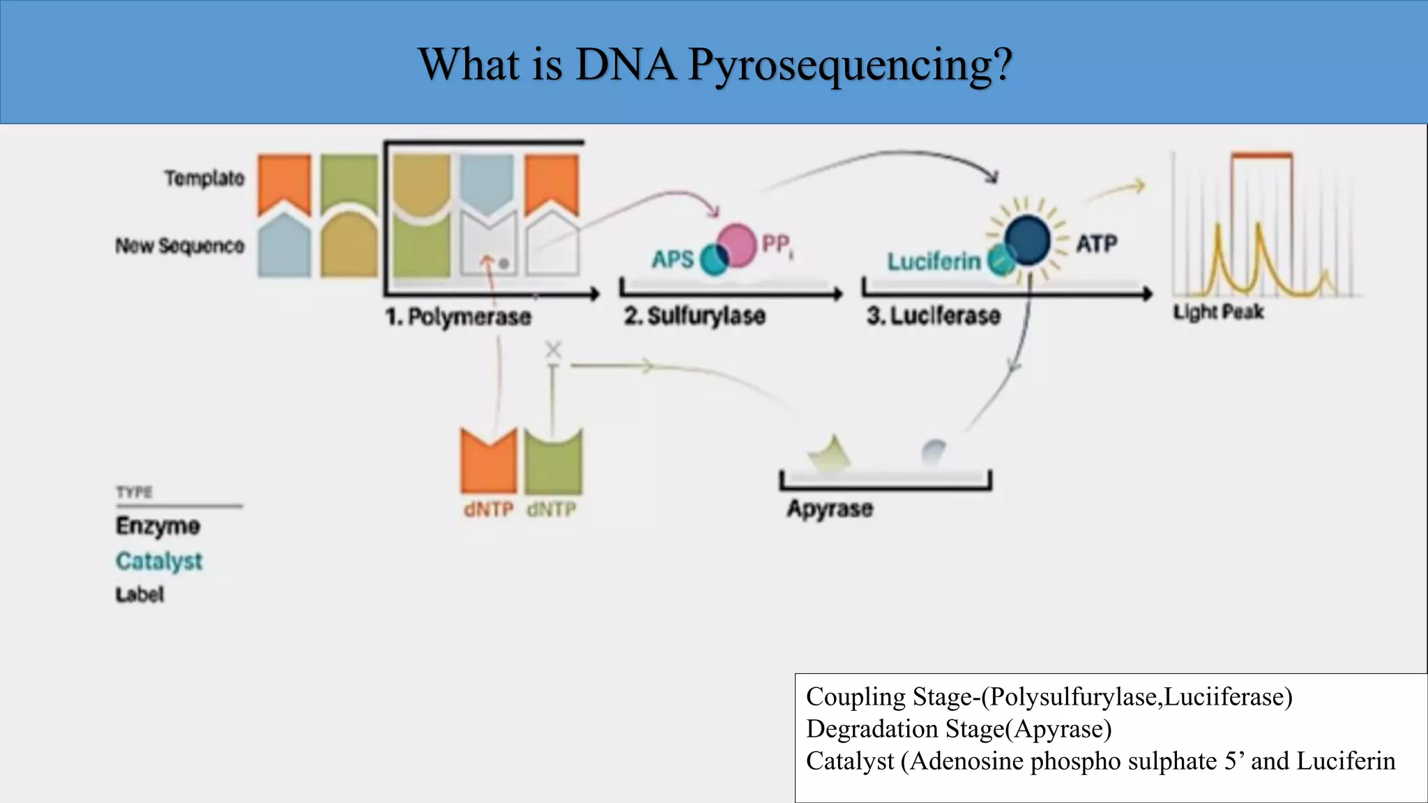 pyrosequencing.pptx | Chemistry | Science