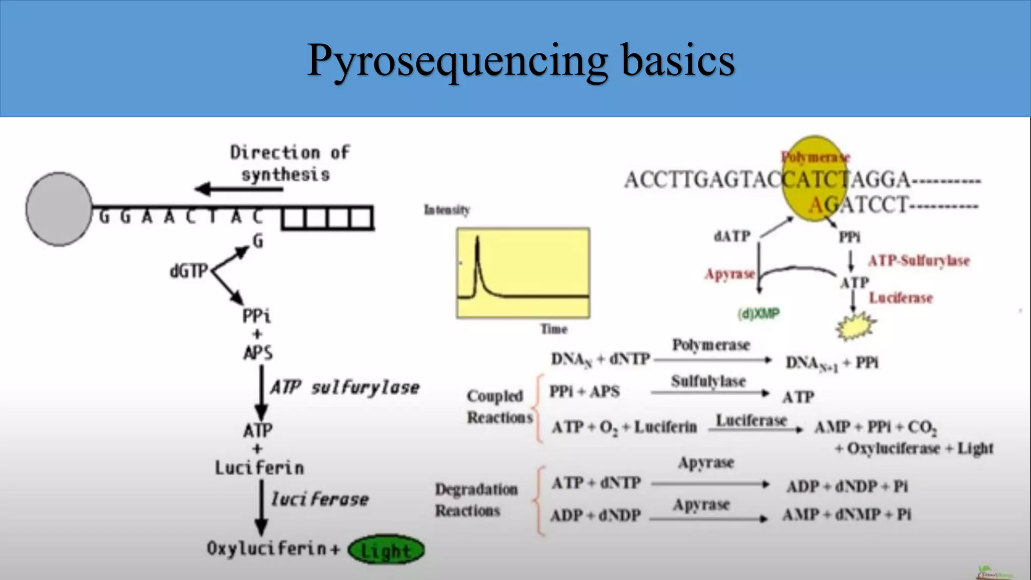 pyrosequencing.pptx | Chemistry | Science