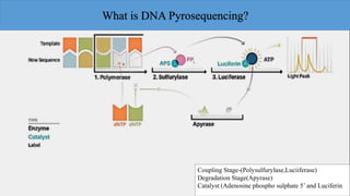 pyrosequencing.pptx | Chemistry | Science