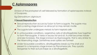 Presentation on the topic pyrrophyta.... | PDF