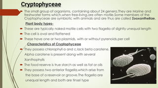 Presentation on the topic pyrrophyta.... | PDF