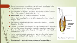 Presentation on the topic pyrrophyta.... | PDF