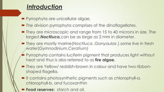 Presentation on the topic pyrrophyta.... | PDF