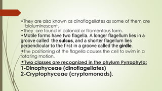 Presentation on the topic pyrrophyta.... | PDF