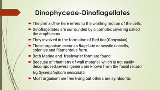 Presentation on the topic pyrrophyta.... | PDF