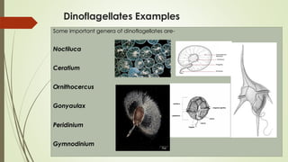 Presentation on the topic pyrrophyta.... | PDF