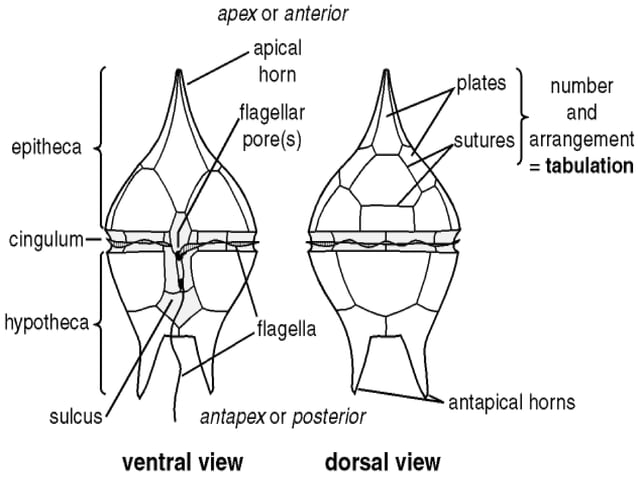 PYRROPHYTA (DINOFLAGELLATA).pptx matkul bio | PPTX