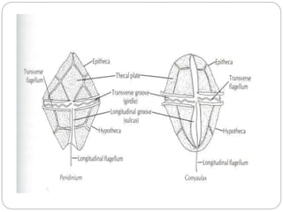 PYRROPHYTA (DINOFLAGELLATA).pptx matkul bio | PPTX