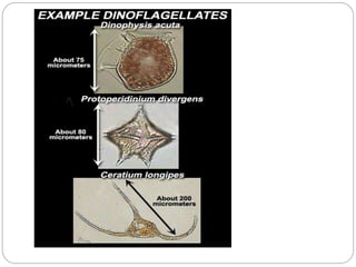 PYRROPHYTA (DINOFLAGELLATA).pptx matkul bio | PPTX