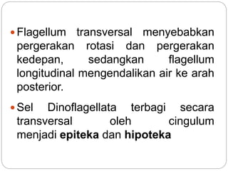 PYRROPHYTA (DINOFLAGELLATA).pptx matkul bio | PPTX