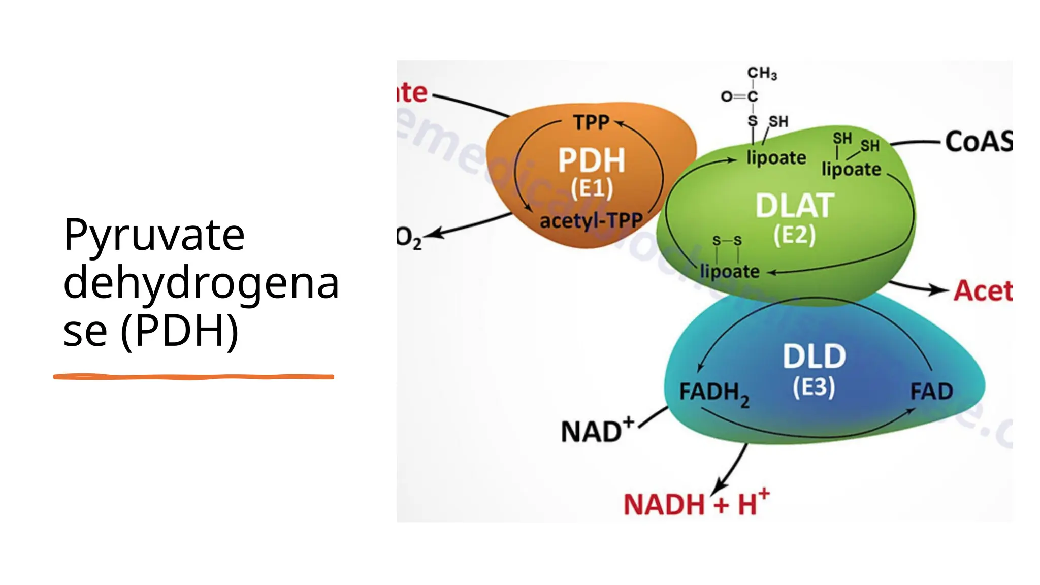 Pyruvate dehydrogenase PDH.pptx enzyme presentation | PPTX