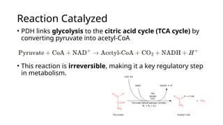 Pyruvate dehydrogenase PDH.pptx enzyme presentation | PPTX