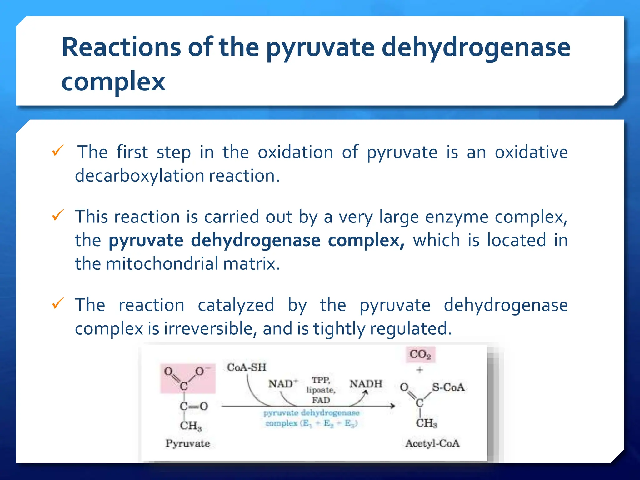 pyruvate_metabolism1_kmlkmfksclslald.ppt