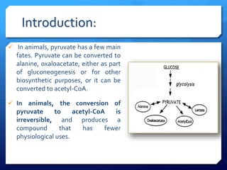 pyruvate_metabolism1_kmlkmfksclslald.ppt