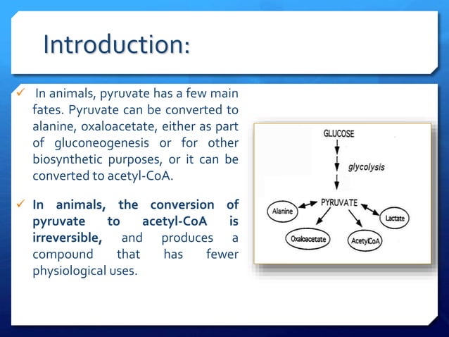 pyruvate_metabolism1_kmlkmfksclslald.ppt | Chemistry | Science