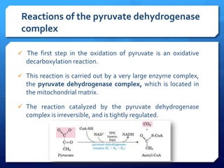 pyruvate_metabolism1_kmlkmfksclslald.ppt