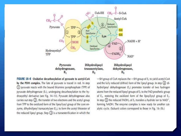 pyruvate_metabolism1_kmlkmfksclslald.ppt | Chemistry | Science