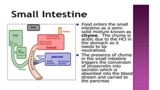 PHYSIOLOGY OF DIGESTIVE SYSTEM.power point presentation | PPT