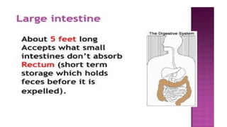 PHYSIOLOGY OF DIGESTIVE SYSTEM.power point presentation | PPT