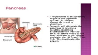 PHYSIOLOGY OF DIGESTIVE SYSTEM.power point presentation | PPT