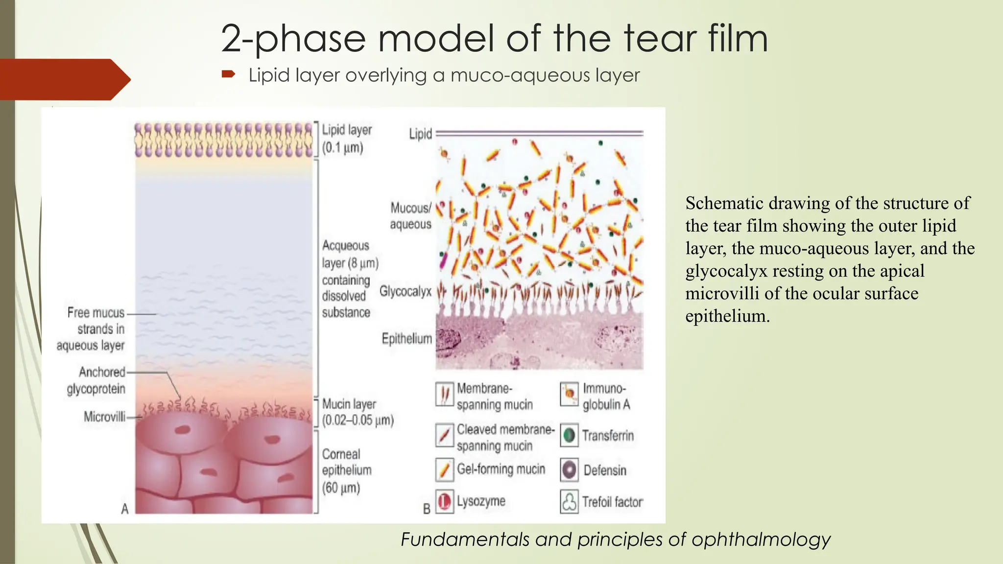 Pysiology of tear film_Vincent (1).pptx
