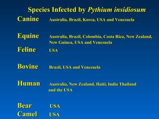 Pythiosis General | PPT