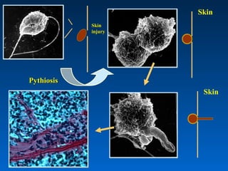 Pythiosis General | PPT