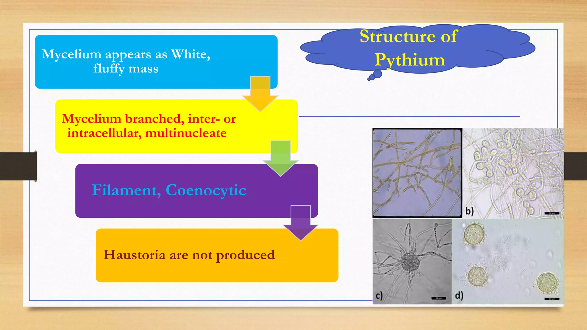 Pythium | PPTX