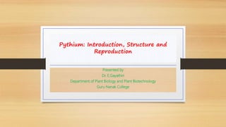 Pythium | PPTX