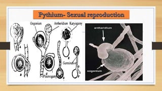 Pythium | PPTX