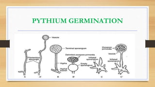 Pythium | PPTX
